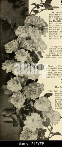 Dingee guide to rose culture - for more than 60 years an authority 1918 ...