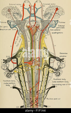 A comprehensive medical text detailing the diseases affecting cattle ...