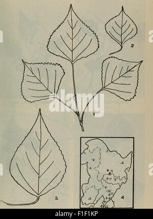 Dong bei mu ben zhi wu tu zhi (1955 Stock Photo - Alamy