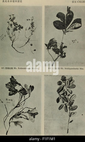*Dong Bei Mu Ben Zhi Wu Tu Zhi* (1955) is a botanical work on the ...