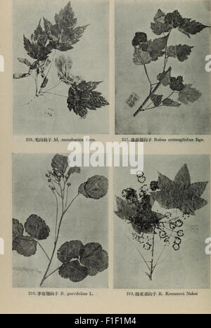 Dong bei mu ben zhi wu tu zhi (1955 Stock Photo - Alamy