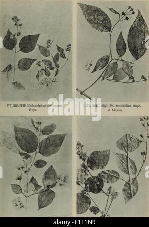 This 1955 work, 'Dong bei mu ben zhi wu tu zhi', is a detailed ...