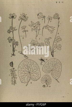 An illustration from 'Dong Bei Zhi Wu Yao Tu Zhi', a 1959 Chinese ...