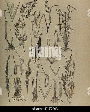 A 1959 catalog of plants native to northeastern China, featuring ...