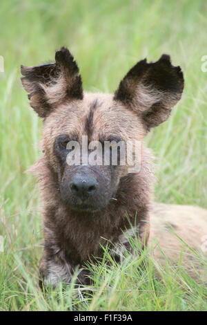 Cape Hunting Dogs feeding Stock Photo: 86998389 - Alamy