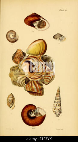This vintage plate from *Elements of Conchology* showcases detailed ...