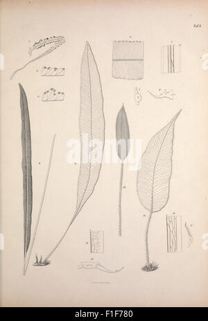'Filices Horti Botanici Lipsiensis' features illustrations of ferns ...
