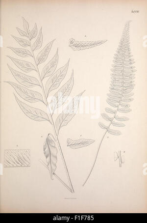 Filices Horti Botanici Lipsiensis Stock Photo - Alamy