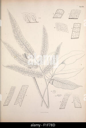 'Filices Horti Botanici Lipsiensis' is a botanical work documenting the ...