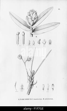 This 1840 work lists and illustrates the plants discovered in Brazil up ...