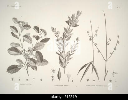 'Flore d'Egypte' is a botanical work that explores the diverse plant ...