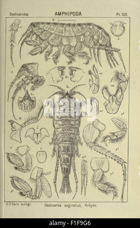 This work details the crustacean species found in Norway, highlighting ...