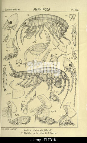 A depiction of crustaceans from the 'Animal Kingdom,' focusing on their ...