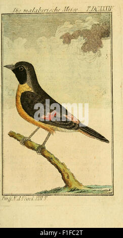Buffon's Natural History is a classic work of zoology, featuring ...