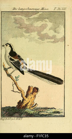 *Naturgeschichte der Vögel* by Buffon, a classic work in ornithology ...