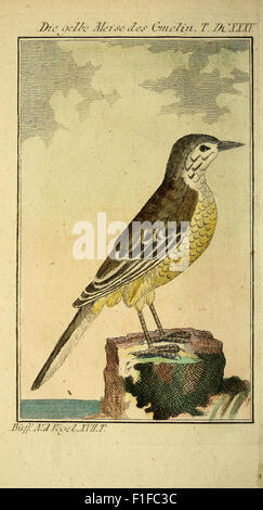 Buffon’s 'Naturgeschichte der Vögel' offers an in-depth study of birds ...