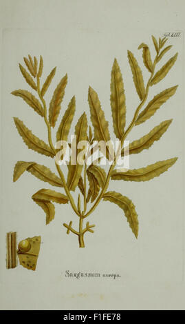 A botanical reference book documenting various species of grasses ...