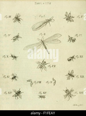Icones Insectorum by Jacob Christian Shaeffer, showcasing insect ...