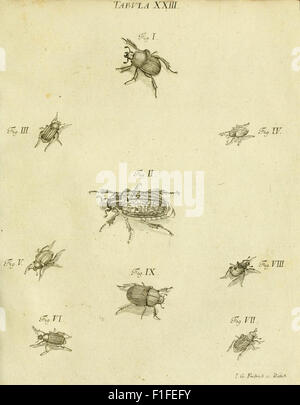 An illustrated work by Jacob Christian Shaeffer depicting insect ...