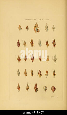 'The Natural History of British Shells' is a comprehensive study of the ...