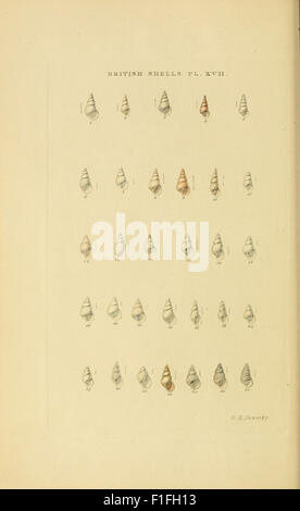 'Illustrated Index of British Shells (PL. X)' offers a detailed visual ...