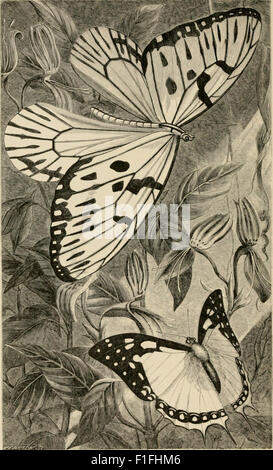 *Insects Abroad* (1883) is a study of foreign insects, examining their ...