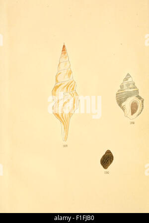 Kaisenshu is a vintage catalog of mollusk species found in Japan ...