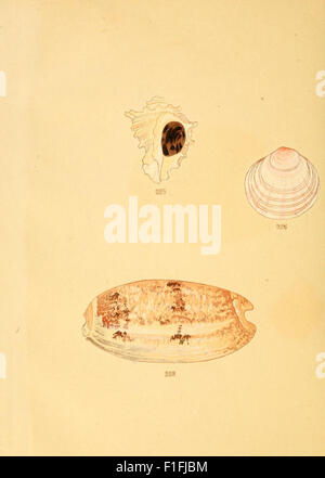 This Japanese catalog, *Kaisenshu*, presents illustrations and ...