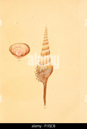 'Kaisenshu' is a historical catalog focusing on mollusks and shells ...