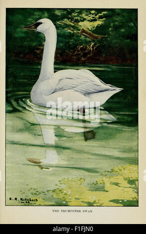 *Knowing Birds Through Stories* is a historical book featuring ...