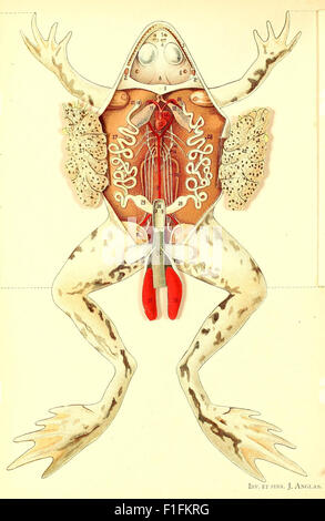 Les Animaux de Laboratoire - La Grenouille, a scientific study on the ...
