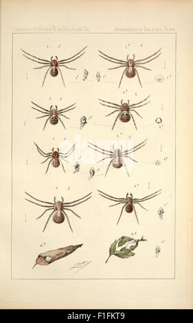'Les arachnides de Belgique' is a detailed study on the arachnid ...