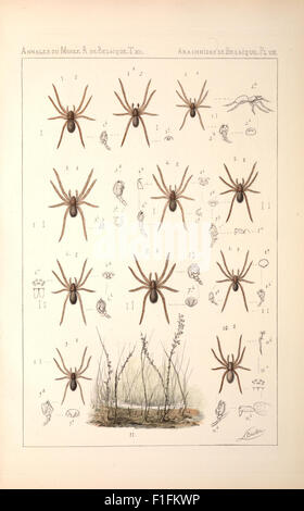 A work documenting the arachnids of Belgium, with detailed ...