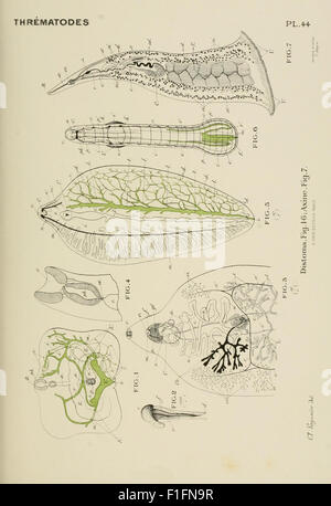 This comparative anatomy atlas focuses on invertebrates, detailing the ...
