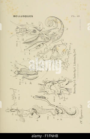A vintage atlas of comparative anatomy of invertebrates, detailing ...