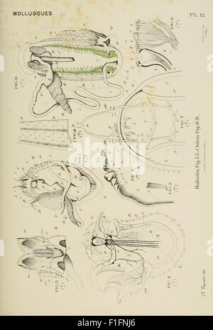 This atlas offers comparative anatomy of invertebrates, showcasing ...