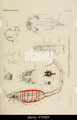 The 'Atlas of Comparative Anatomy of Invertebrates' (by Ernst Mayr ...