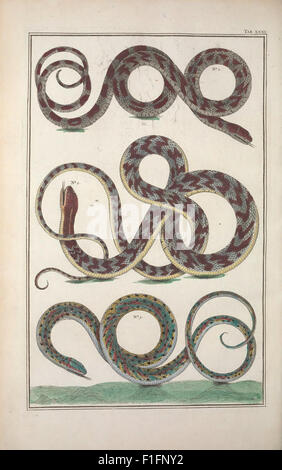 This 17th-century work provides an exhaustive description and artistic ...