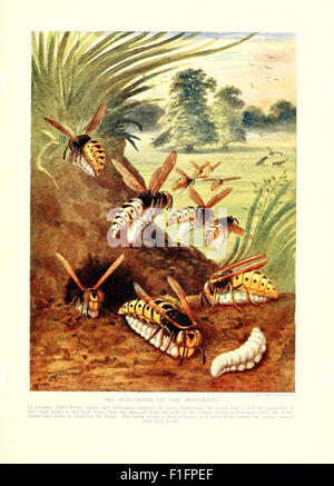 *Marvels of Insect Life* offers a fascinating exploration of the ...