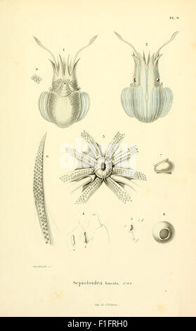 This work explores both living and fossil mollusks, offering a ...