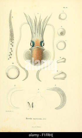 This work on living and fossil mollusks explores both modern and ...
