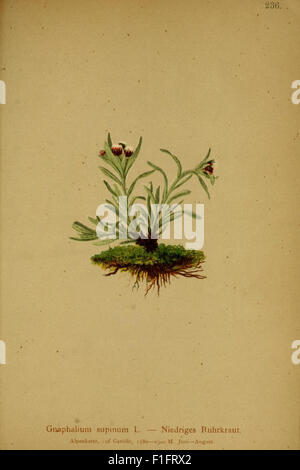 This atlas presents a detailed collection of flora native to the Alps ...
