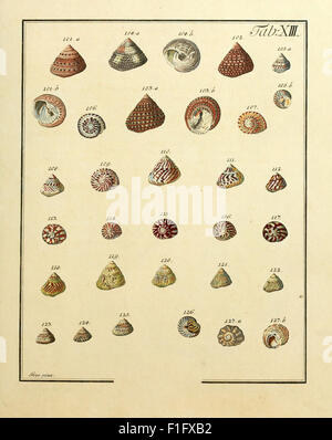 This catalog systematically organizes shell species according to the ...