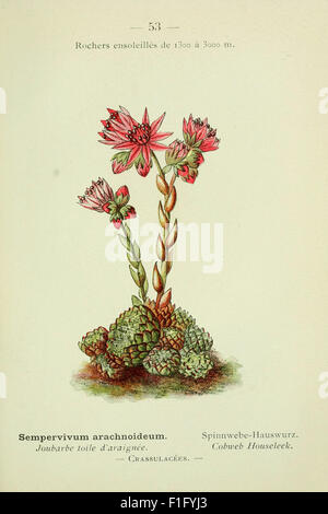 This colorful work presents illustrations of plants native to the Alps ...