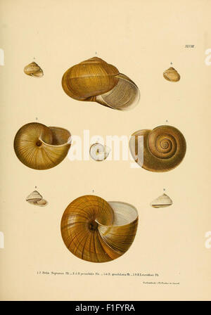This work presents detailed illustrations of molluscan shells, offering ...