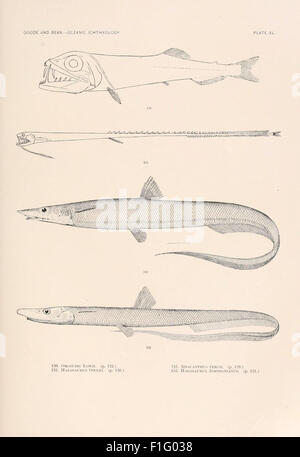 'Oceanic Ichthyology' is a work on the deep-sea fish species found in ...