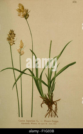 'Atlas der Alpenflora' is a comprehensive guide to the flora of the ...