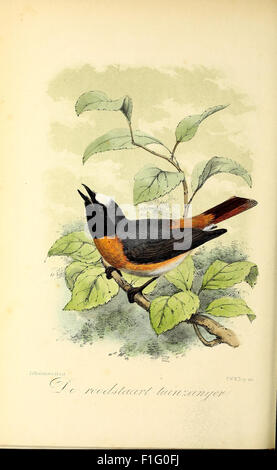 This Dutch work focuses on birds that can be found in the house and ...