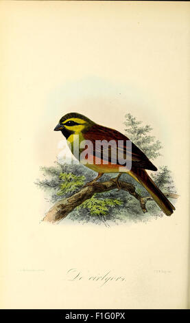 A Dutch book on birds commonly found in houses and gardens, providing ...