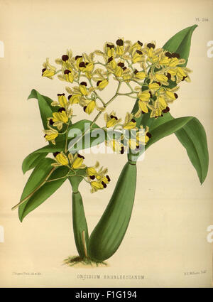 The 'Orchid Album' features a collection of illustrations and ...